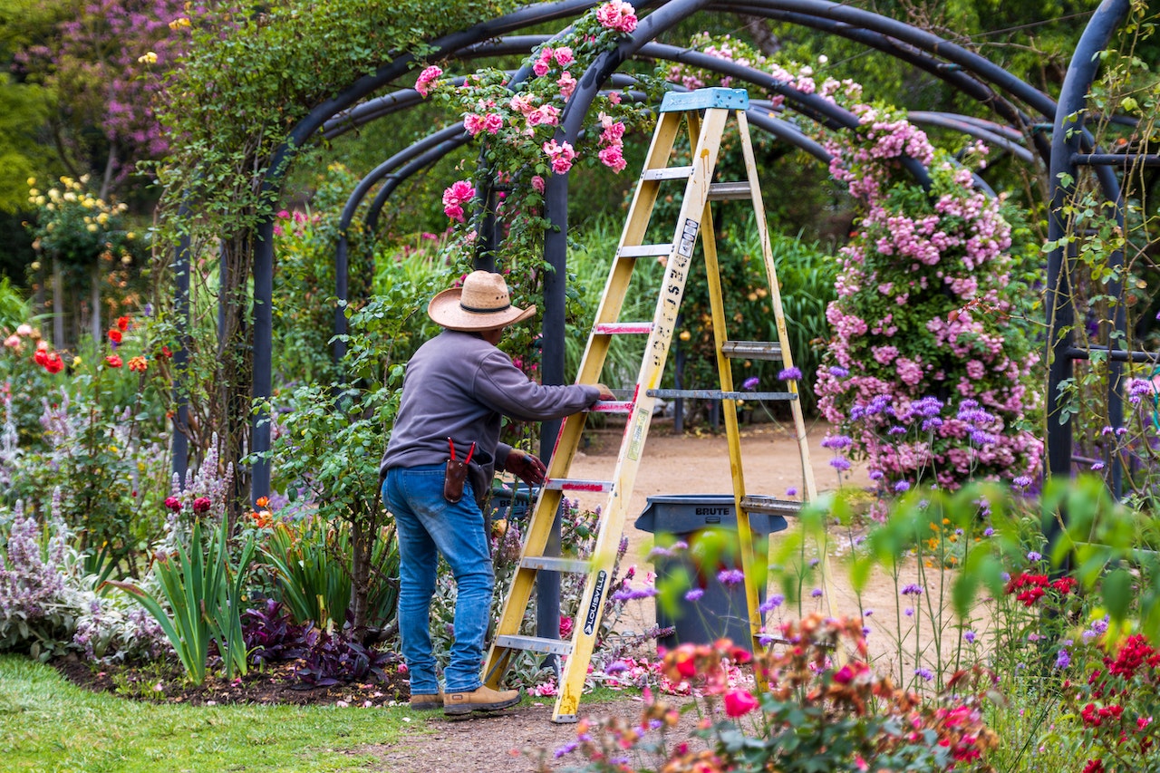 How to Raise Flowers that Grow Back Yearly: Your Step-by-Step Guide ...